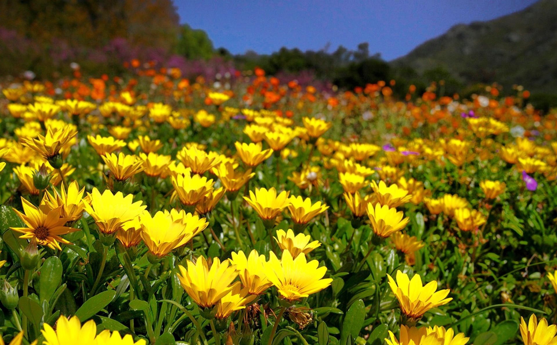 10 Best Places To View Spring Wildflowers | West Coast