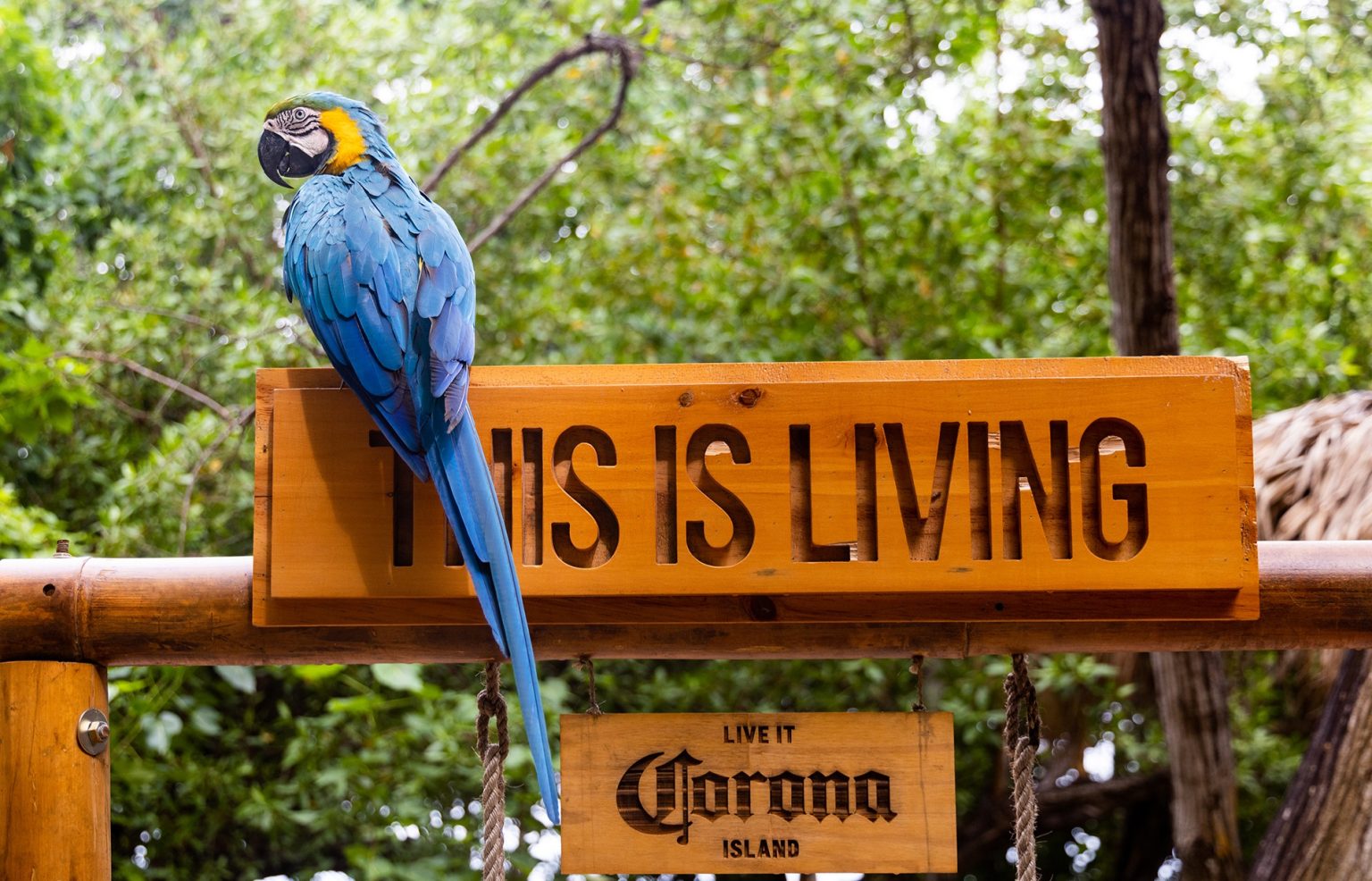 Corona Island | Colombia | A Private Paradise In The Caribbean